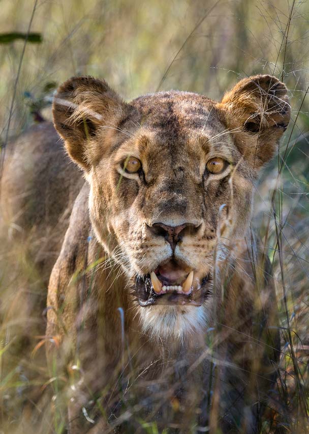 Safari Drive | Self-Drive Safaris in Africa