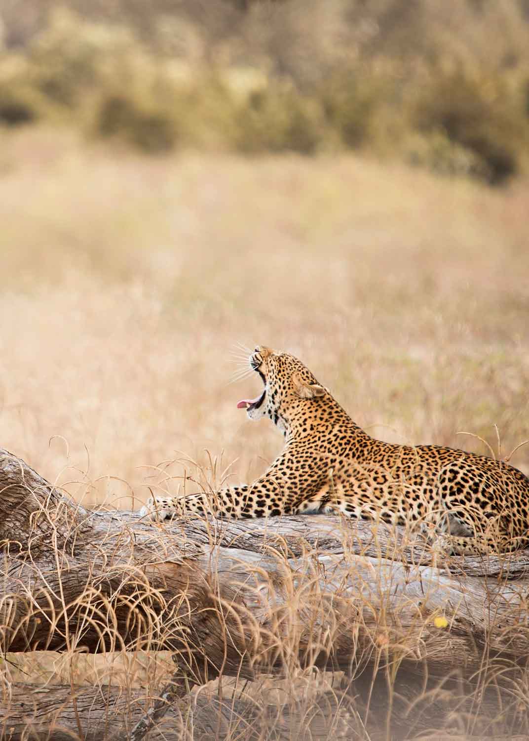 Safari Drive | Self-Drive Safaris in Africa