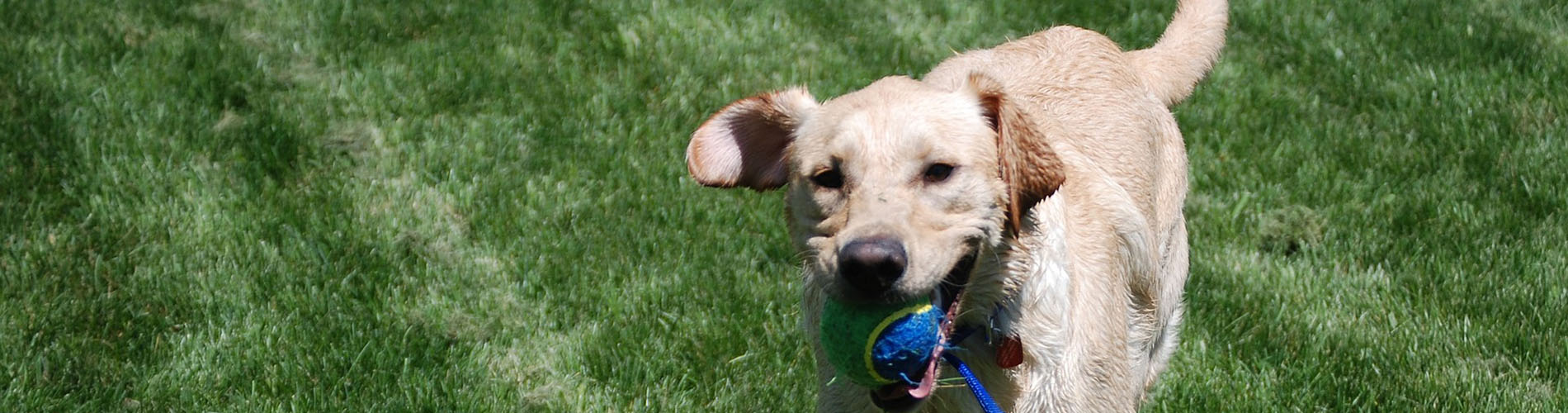 Are Dog Parks Safe From Disease