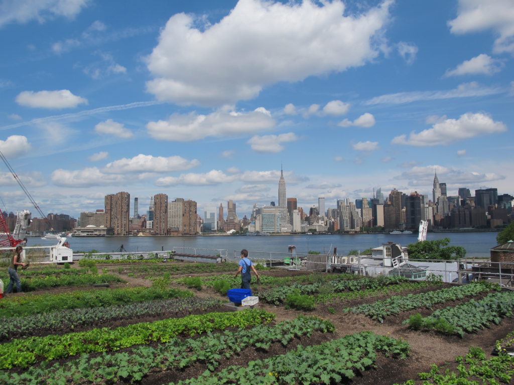 A Simple Guide To Urban Farming In New York City