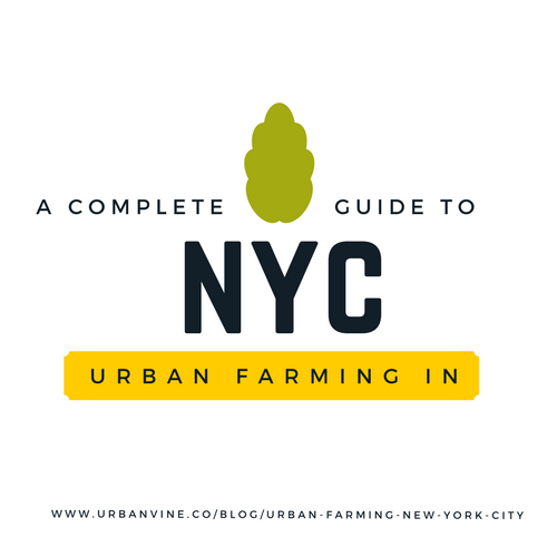 A Simple Guide To Urban Farming In New York City