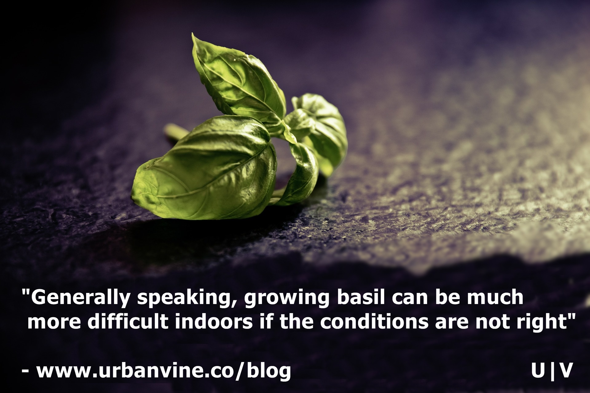 11 Quick and Simple Tips For Growing Amazing Basil (Fast)