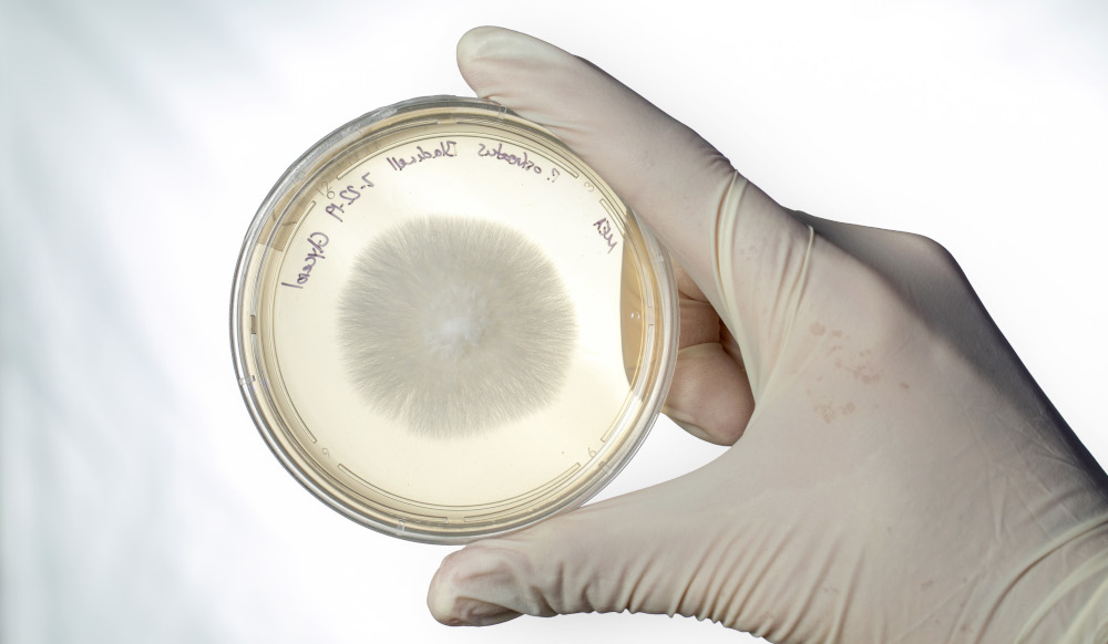 Myco Logic Solutions