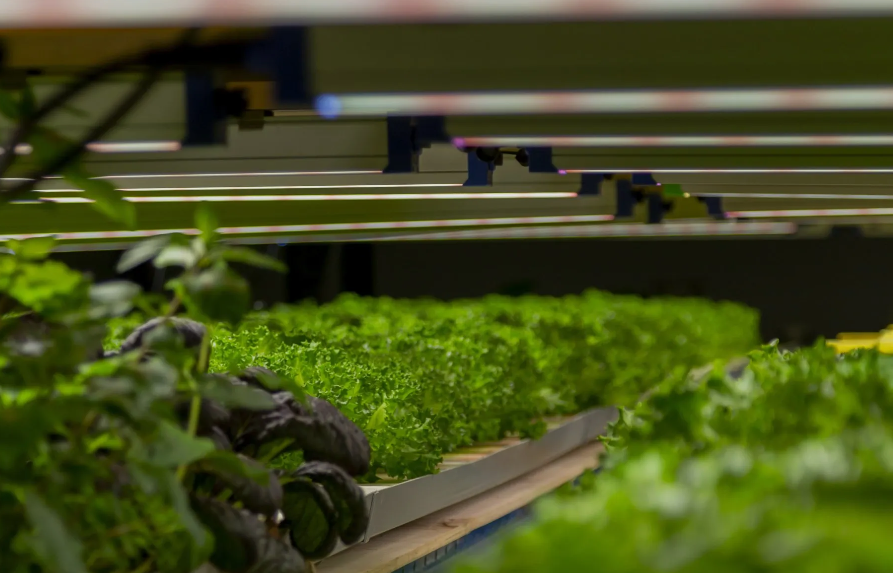 Worldwide Local Salads