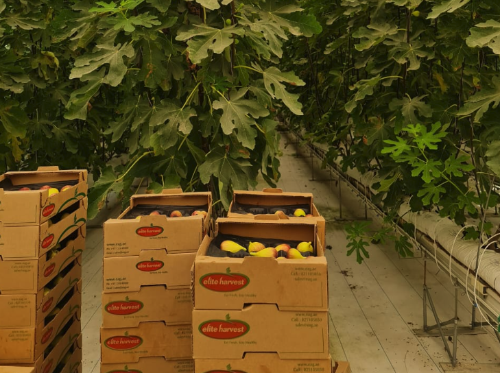 Elite Agro Projects UAE