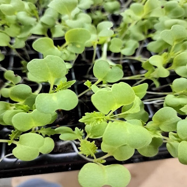 OneFarm Vertical Farming