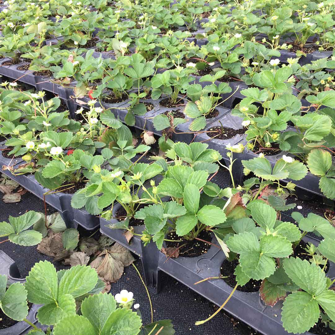 Trayplant Netherlands