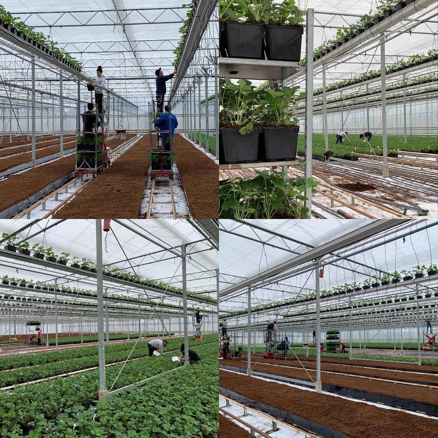 Trayplant Netherlands