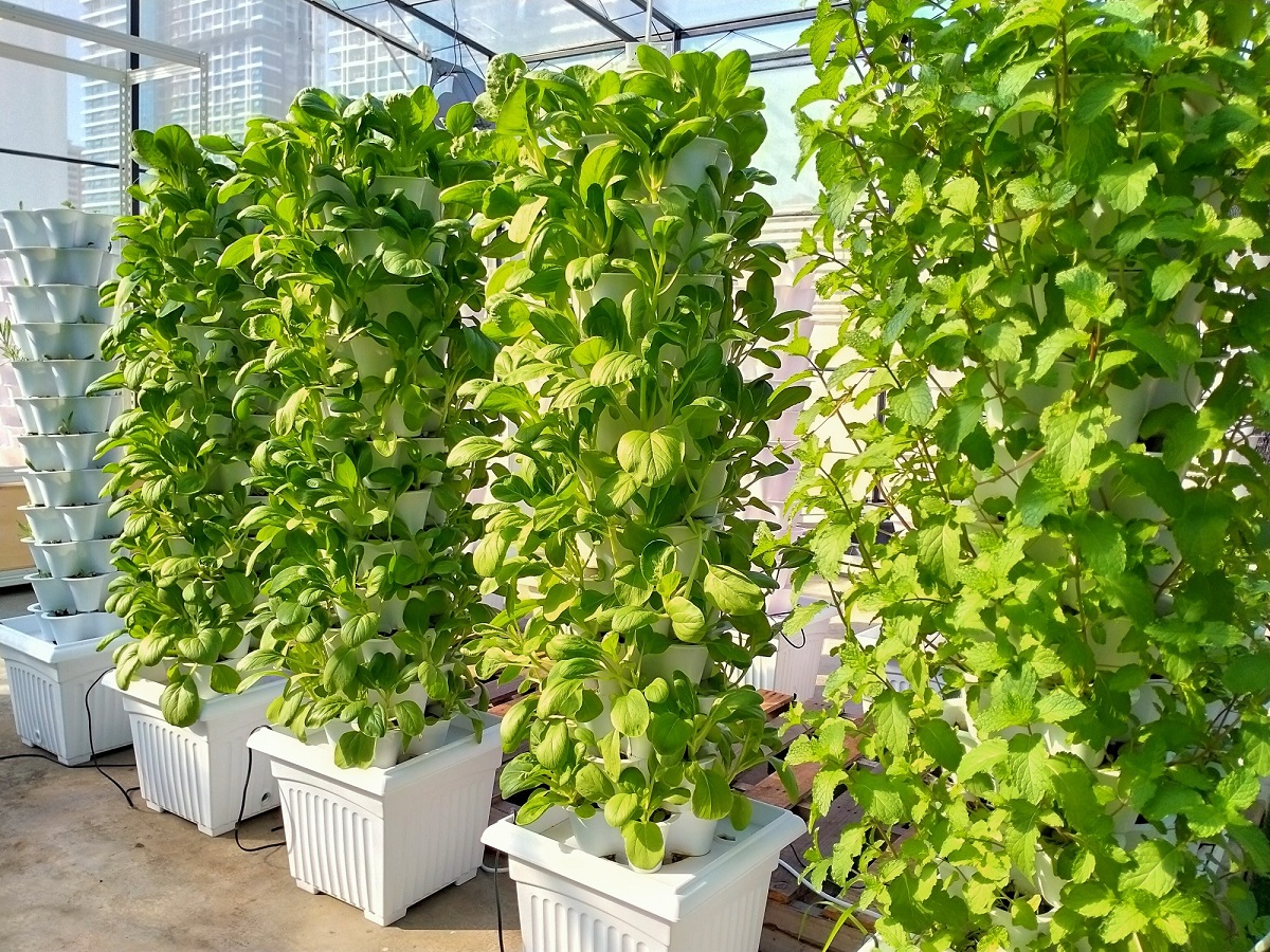 Victory Farm Malaysia