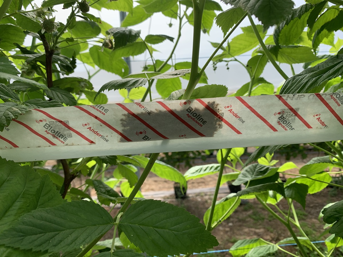 Bioline Agrosciences