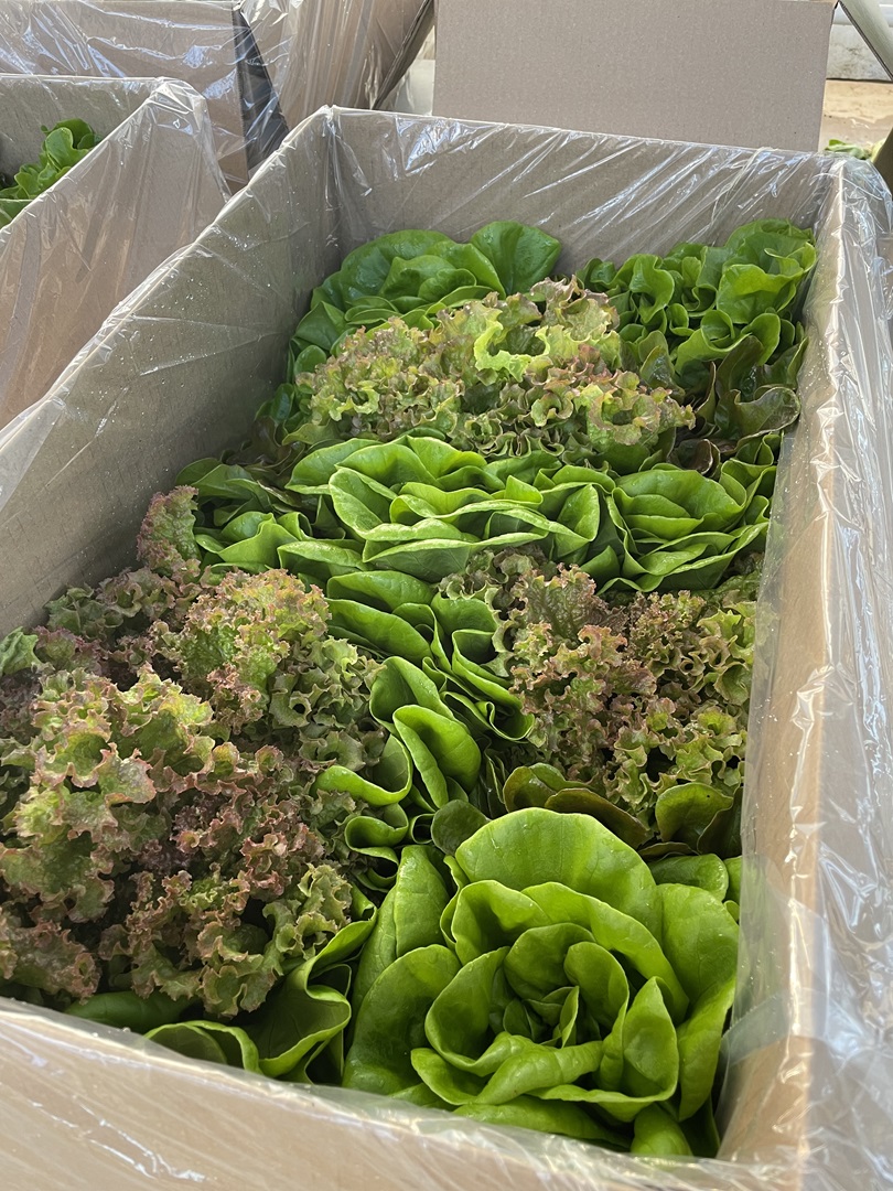 Lone Star Lettuce Growers