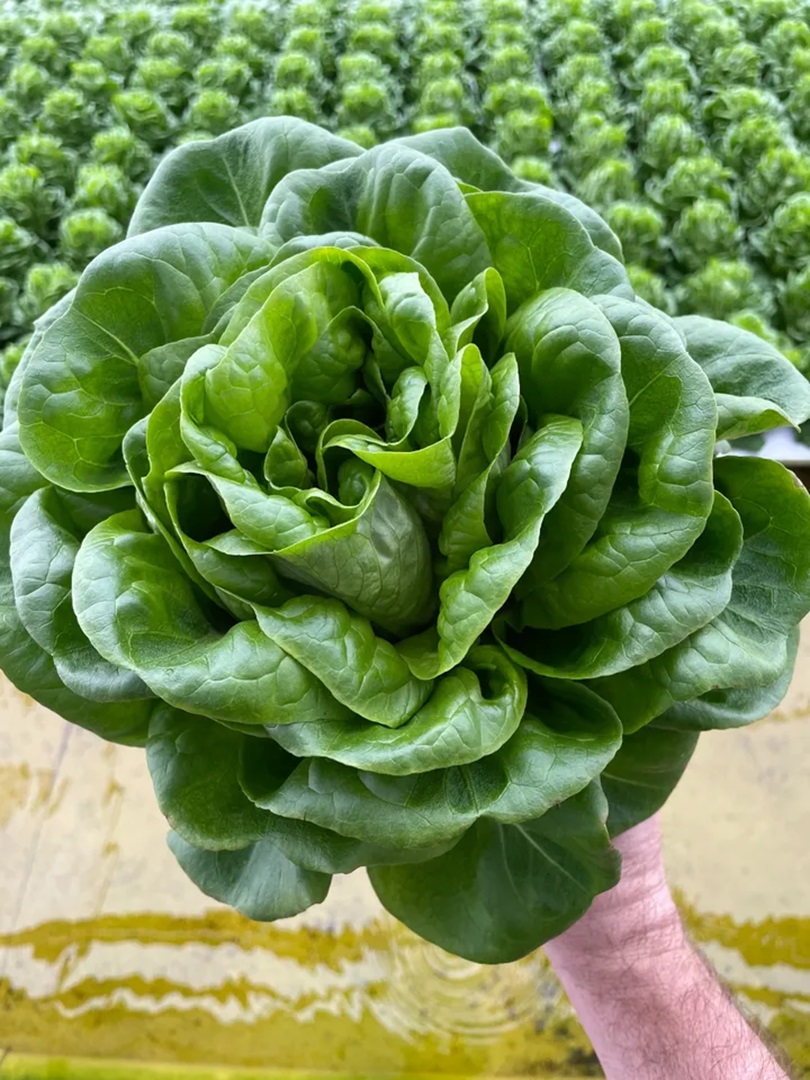 Lone Star Lettuce Growers