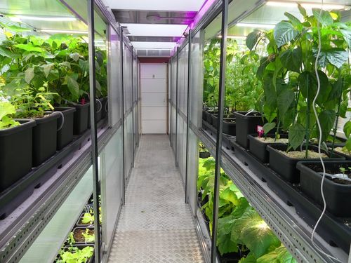 7 Top Indoor Growing Beginner Tips (An Easy Guide)