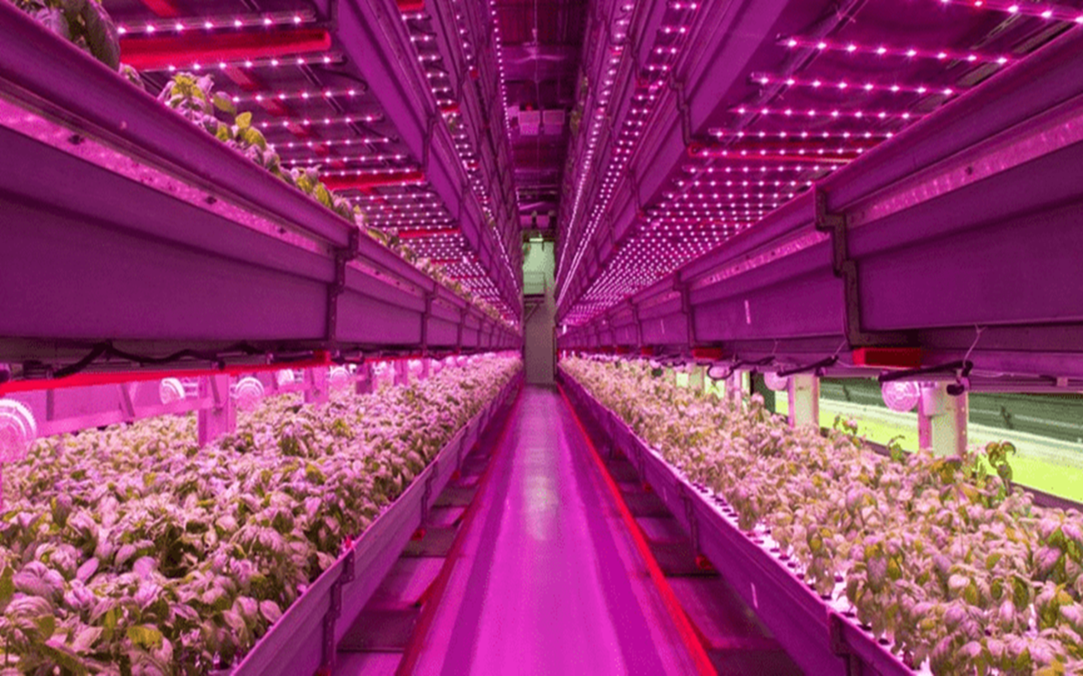 7 Top Indoor Growing Beginner Tips (An Easy Guide)