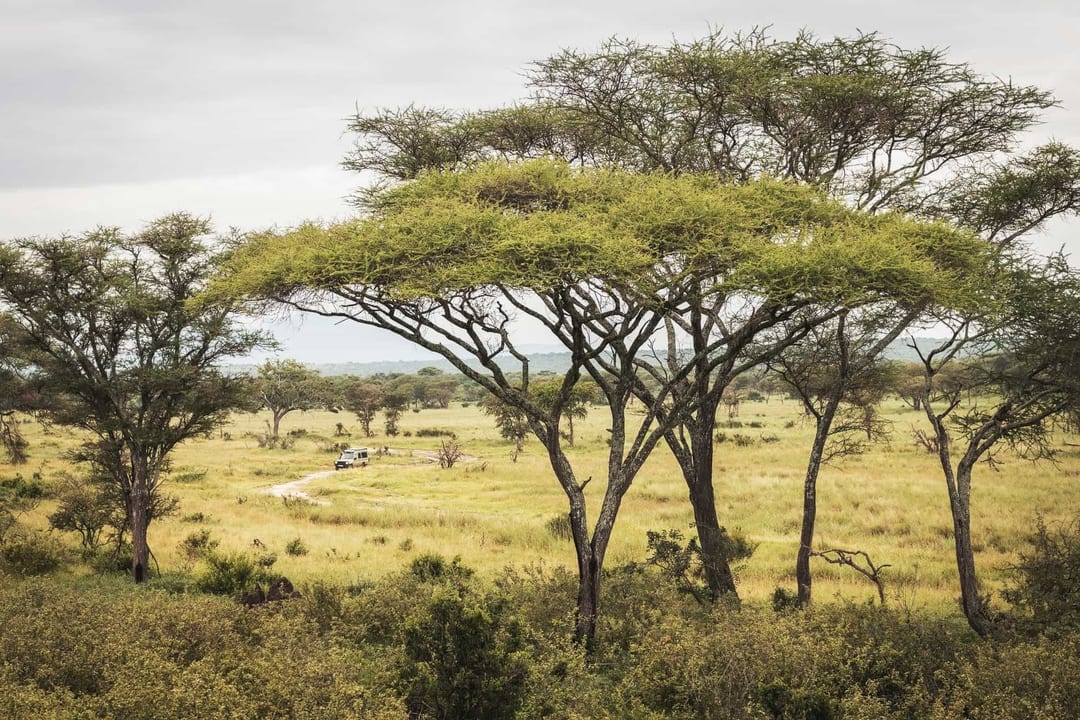 10 Amazing Facts About Tanzania | Safari Drive