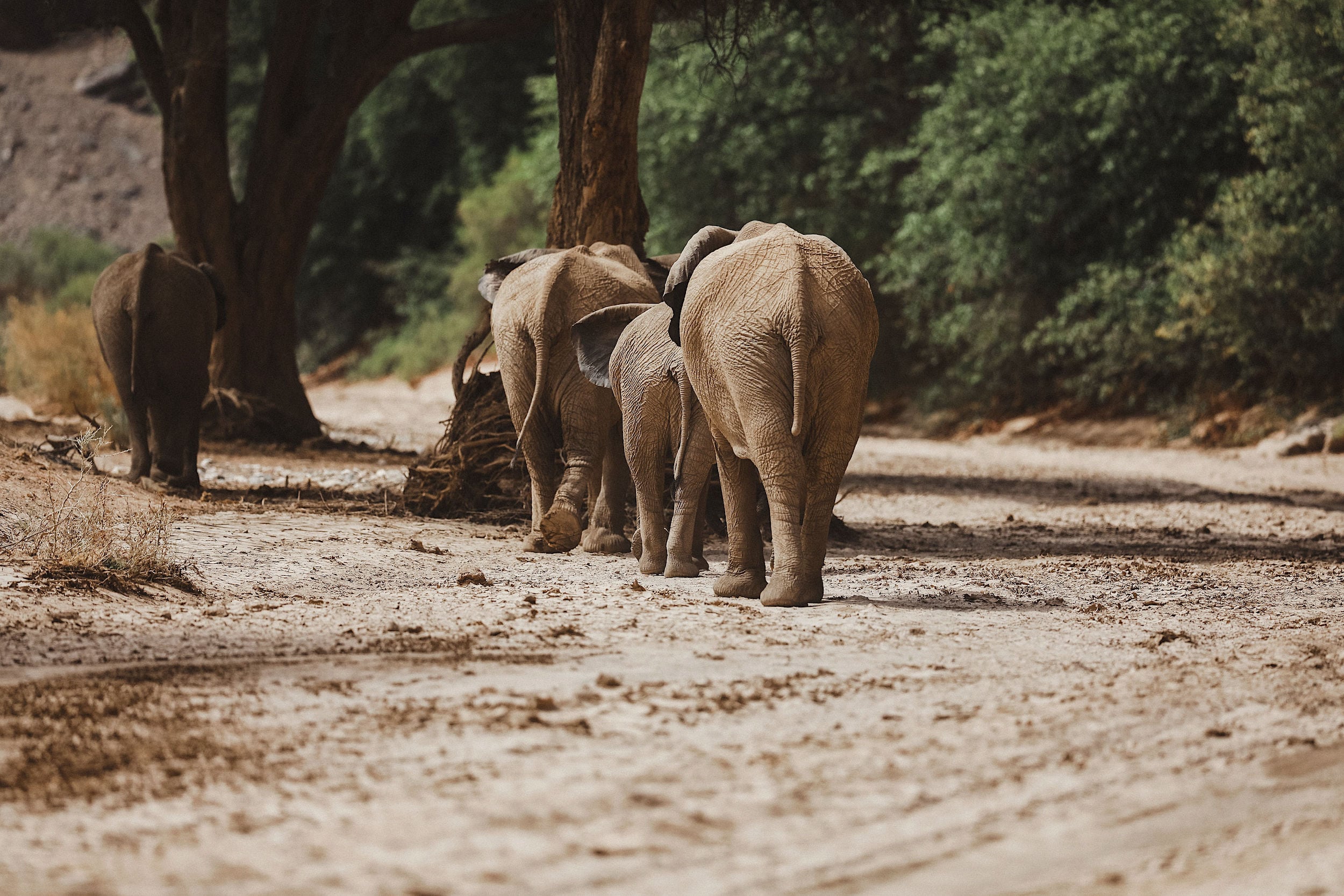 Northern Namibia | Self-Drive Namibia with Safari Drive