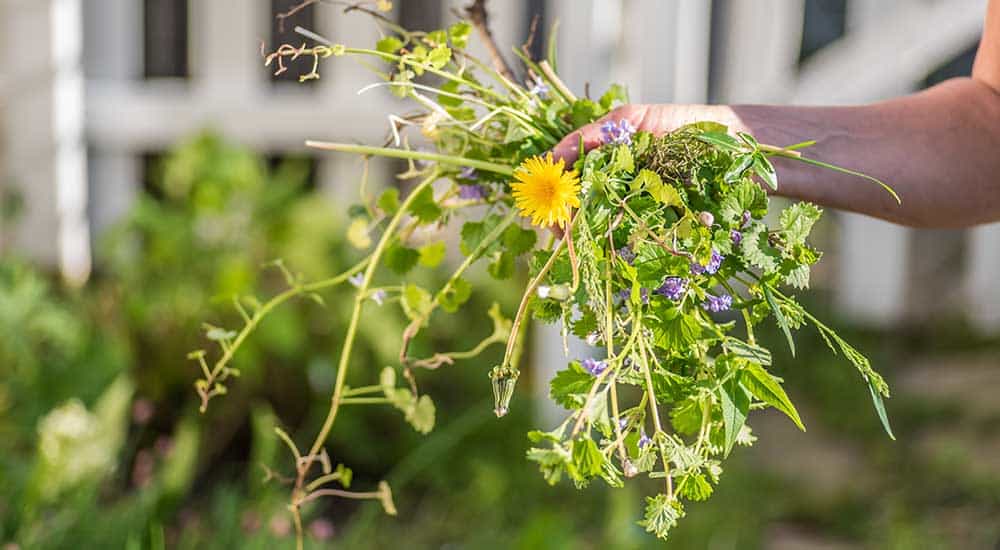 Plant Identification App Australia 5 Apps That Ll Help Keep Your Plant Identification App Australia 5 Apps That Ll Help Keep Your