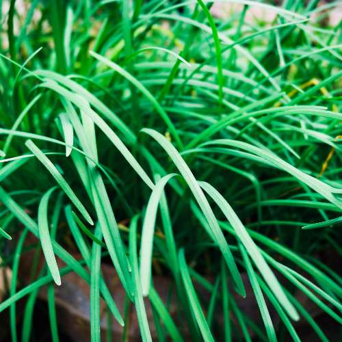 Vegetable Nursery Melbourne | Herbs & Vegetable Seeds