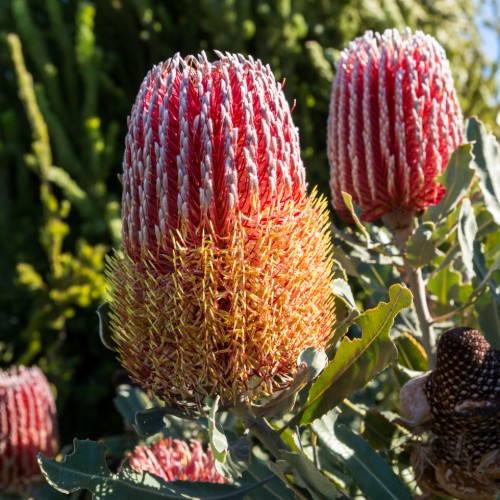 Australian Native Plants | Native Plant Nursery Melbourne | All Green