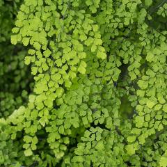 Fern Nursery | Tree Ferns for Sale Melbourne | All Green