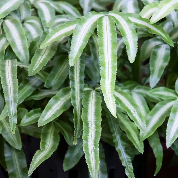 Fern Nursery | Tree Ferns for Sale Melbourne | All Green