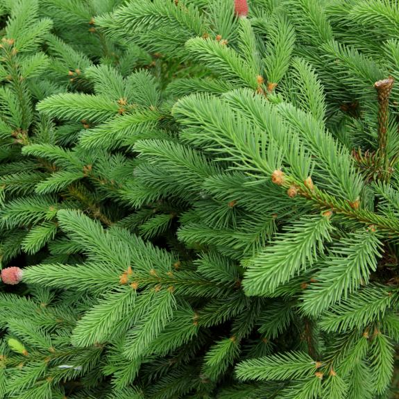 Exotic Plants Melbourne | Tropical Plants For Sale
