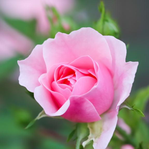 Roses Nursery Melbourne | Rose Plants Delivery Melbourne | All Green