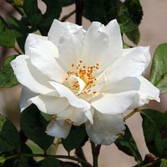 Roses Nursery Melbourne | Rose Plants Delivery Melbourne | All Green