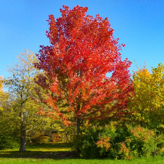 Buy Maple Trees | Maple Trees for Sale Melbourne | All Green