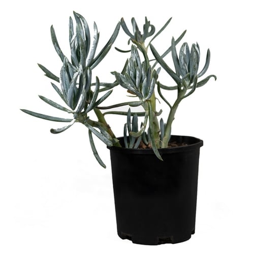 Buy Succulent Plants - Succulent Nursery Melbourne | All Green