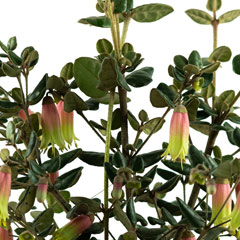 Australian Native Plants | Native Plant Nursery Melbourne | All Green