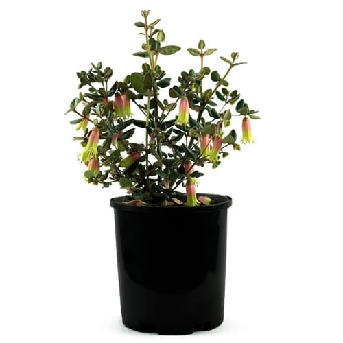 Australian Native Plants | Native Plant Nursery Melbourne | All Green