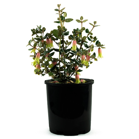 Australian Native Plants | Native Plant Nursery Melbourne | All Green