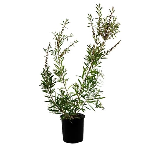 Australian Native Plants | Native Plant Nursery Melbourne | All Green