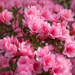 Exotic Plants Melbourne | Tropical Plants For Sale