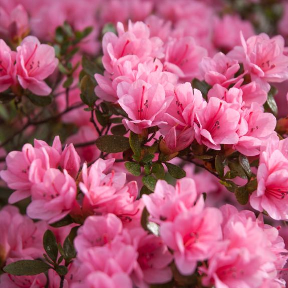 Exotic Plants Melbourne | Tropical Plants For Sale