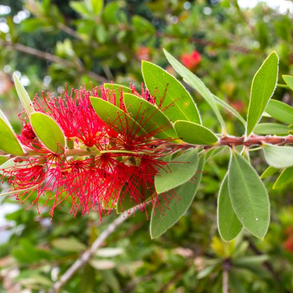 Buy Callistemon Trees Melbourne | Bottlebrush Tree Nursery