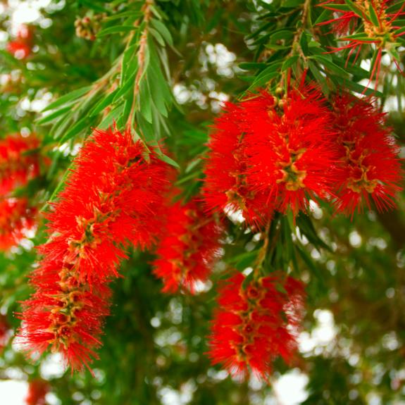 Buy Callistemon Trees Melbourne | Bottlebrush Tree Nursery
