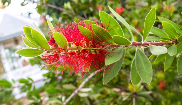 Buy Callistemon Trees Melbourne | Bottlebrush Tree Nursery