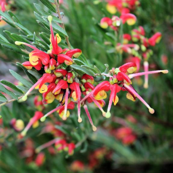 Grevilleas For Sale | Buy Australian Native Grevillea Shrubs