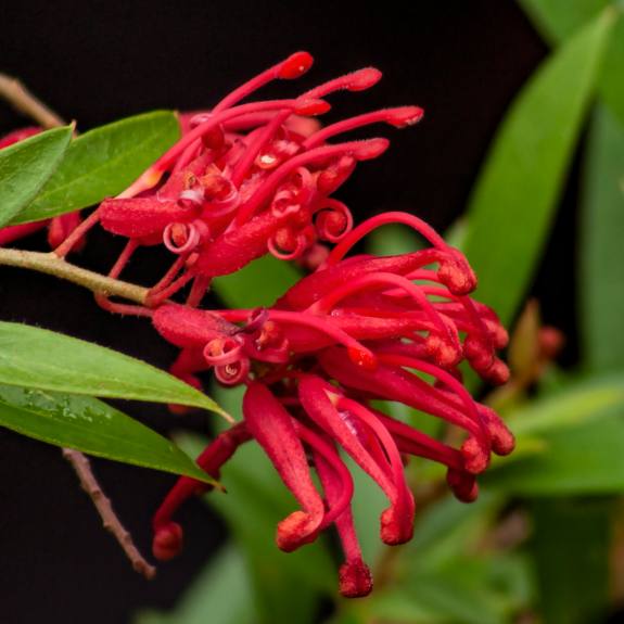 Grevilleas For Sale | Buy Australian Native Grevillea Shrubs