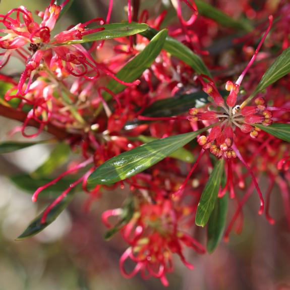 Grevilleas For Sale | Buy Australian Native Grevillea Shrubs