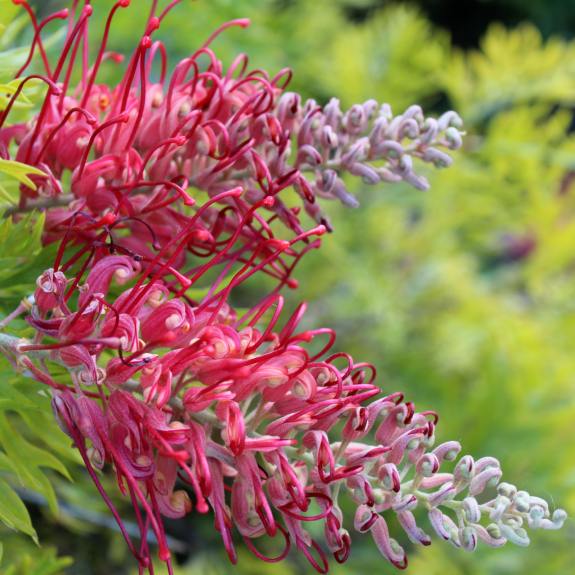 Grevilleas For Sale | Buy Australian Native Grevillea Shrubs