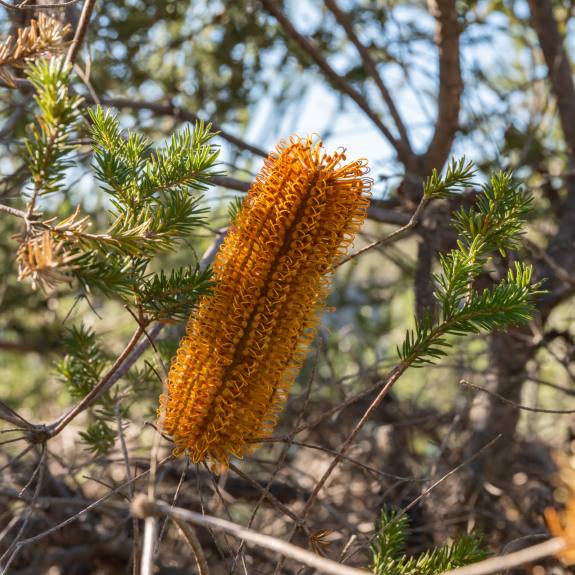 Native Banksia Trees & Bushes For Sale Melbourne | All Green