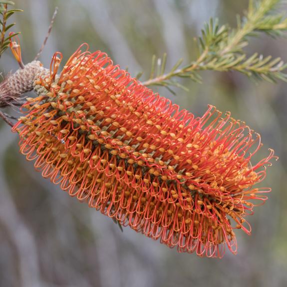 Native Banksia Trees & Bushes For Sale Melbourne | All Green