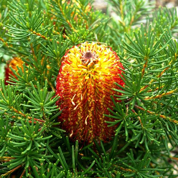 Native Banksia Trees & Bushes For Sale Melbourne | All Green