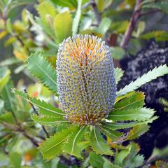 Native Banksia Trees & Bushes For Sale Melbourne | All Green