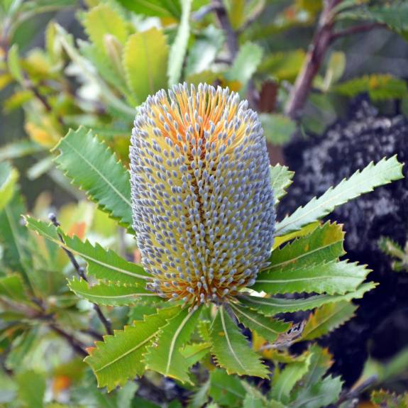 Native Banksia Trees & Bushes For Sale Melbourne | All Green