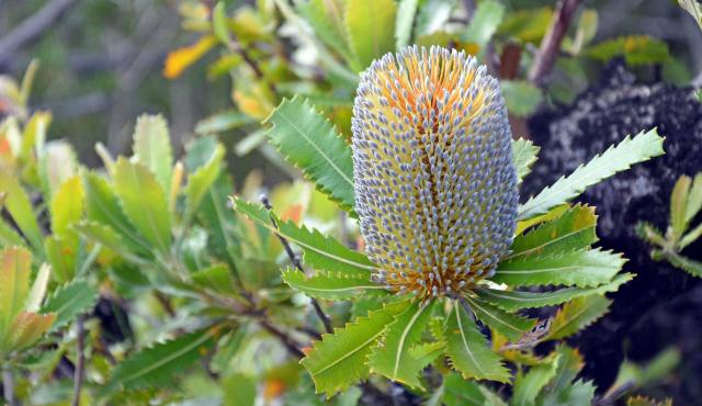 Native Banksia Trees & Bushes For Sale Melbourne | All Green