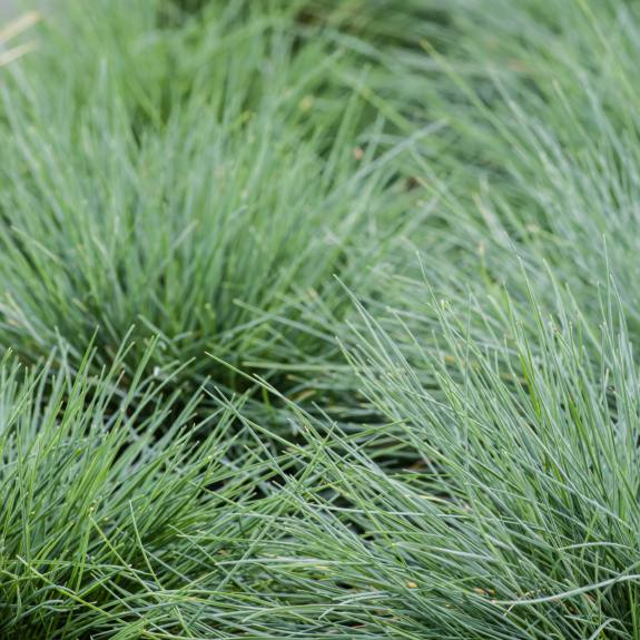 Buy Ground Cover Plants | Ground Cover Grasses Delivered